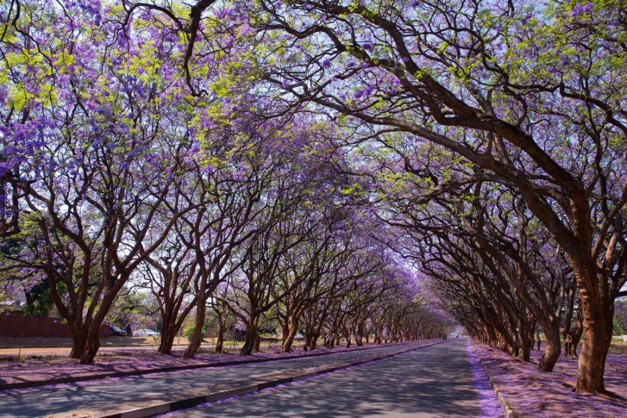 Bloomin' Gorgeous! It's Jacaranda Season In Africa | AFKTravel