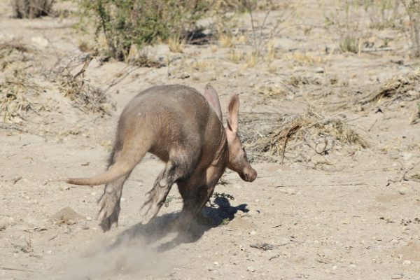 10 Things You Didn't Know About African Aardvarks | AFKTravel