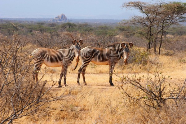 List Of Vulnerable Species In Ethiopia – IAHPB