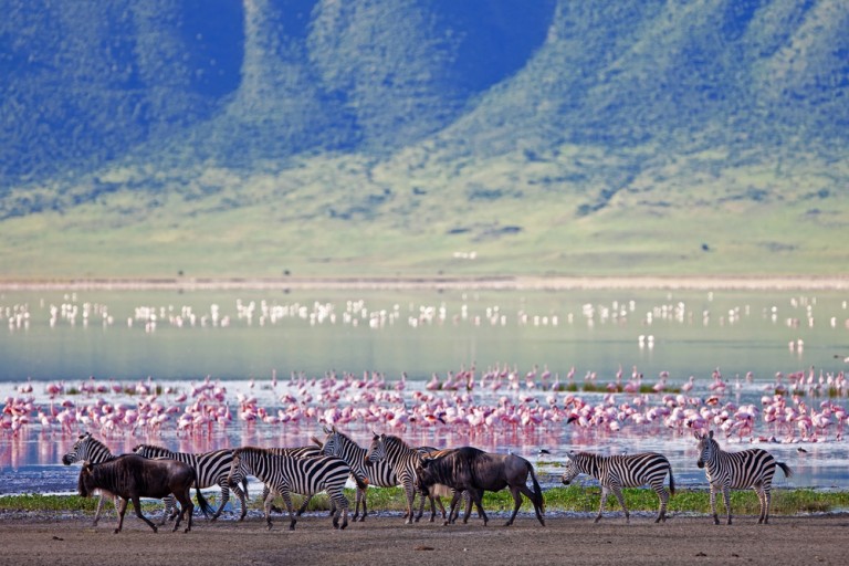 The Lions of Ngorongoro: A Remarkable Tale Of Survival | AFKTravel