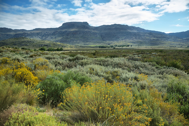 Blooming Wonderful: Where To See Spring Flowers In South Africa | AFKTravel
