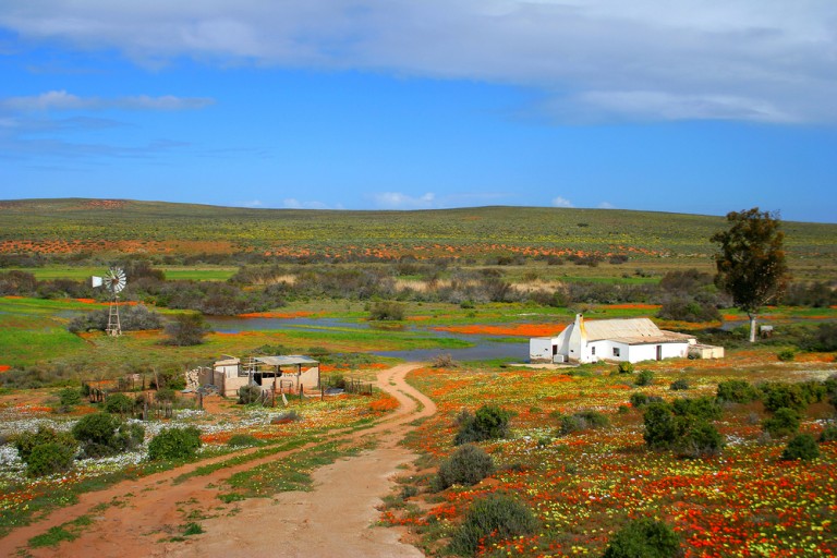 Blooming Now: The Wildflowers of Namaqua | AFKTravel
