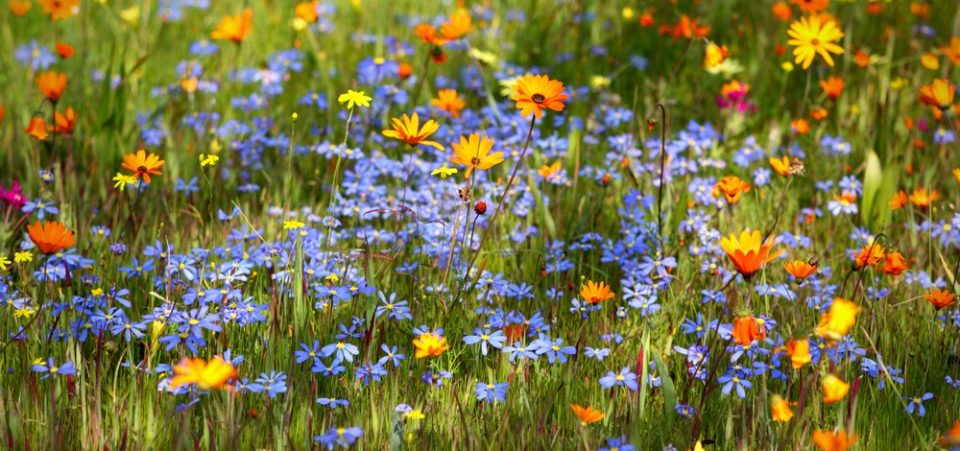 Blooming Wonderful: Where To See Spring Flowers In South Africa | AFKTravel