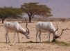 15 Things You Didn't Know About the Sahel | AFKTravel