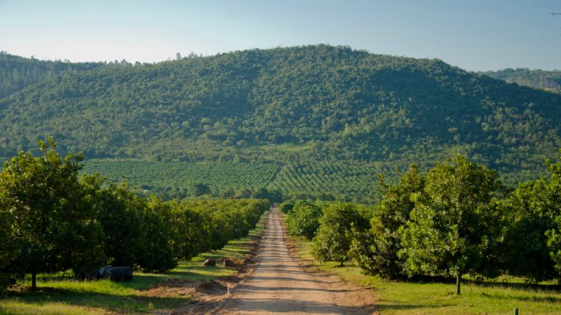 Going Nuts On Mpumalanga’s Macadamia Route | AFKTravel