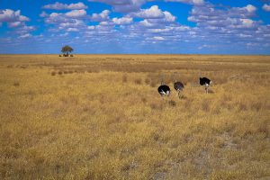 15 Photos Of Botswana That Will Make Your Jaw Drop | AFKTravel