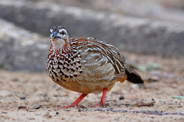 20 Beautiful Birds Of Botswana | AFKTravel