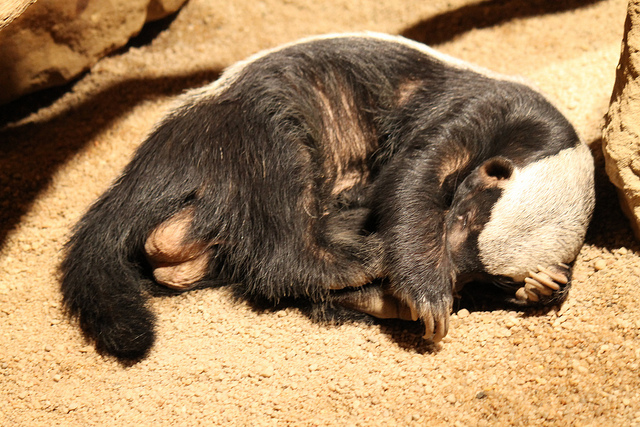 15 Reasons Why Honey Badgers Are Awesome | AFKTravel