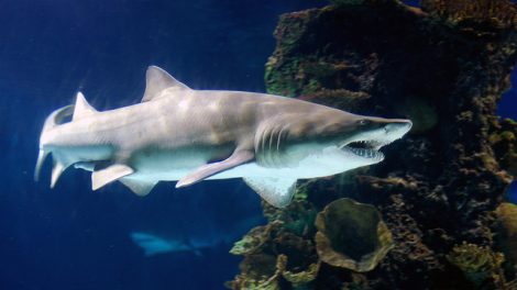 15 Harmless Sharks That Defy Their Bad Reputation | AFKTravel