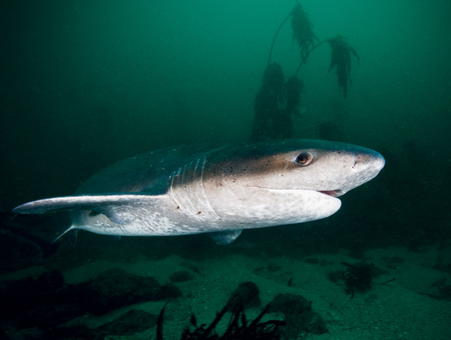 15 Harmless Sharks That Defy Their Bad Reputation | Page 10 | AFKTravel