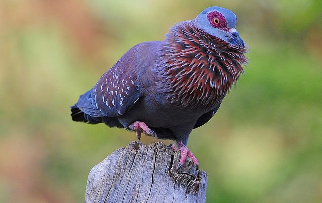 Birds Of An Underrated Feather - The Beautiful Pigeons Of Africa ...