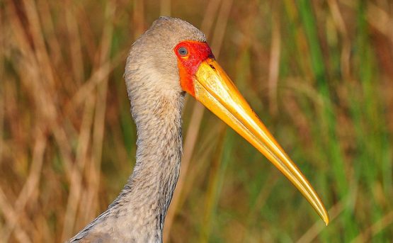 20 Beautiful Birds Of Botswana | AFKTravel
