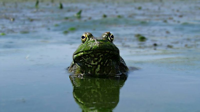 15 Animals That Are Cannibals | AFKTravel