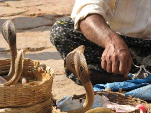 15 Things You Didn't Know About Snake Charming | AFKTravel