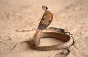 15 Things You Didn't Know About Snake Charming | AFKTravel