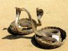15 Things You Didn't Know About Snake Charming | AFKTravel