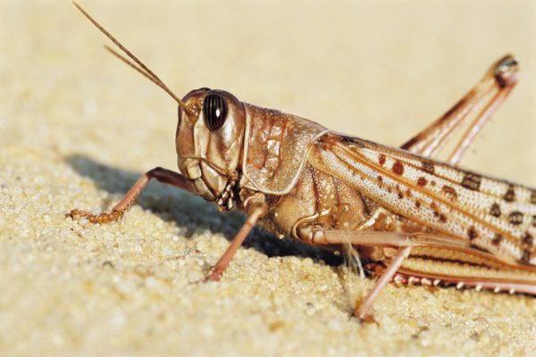 The Biggest African Bugs You Might Meet On Your Travels | AFKTravel