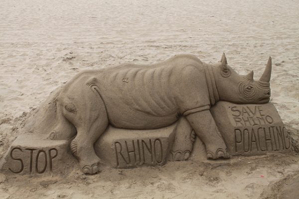15 Things You Can Do To Help Stop Rhino Poaching | AFKTravel