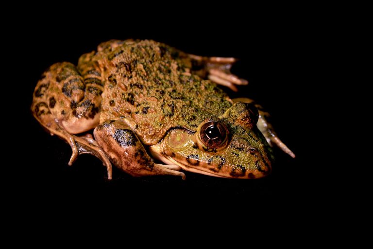 Ribbit, Ribbit: The Frogs Of Africa | AFKTravel
