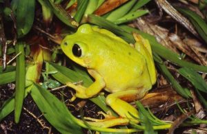 Ribbit, Ribbit: The Frogs Of Africa | AFKTravel