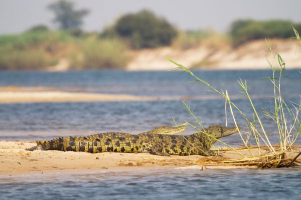 Photo Essay: A Tour Of The Zambezi River | AFKTravel
