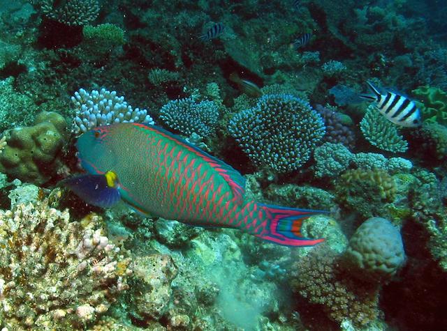 Everything You Need To Know About Scuba Diving In Mauritius | AFKTravel