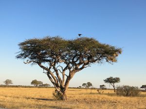 10 Things You Didn't Know About African Acacia Trees | AFKTravel