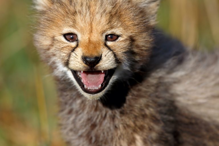 10 Things You Didn't Know About Cheetahs | AFKTravel