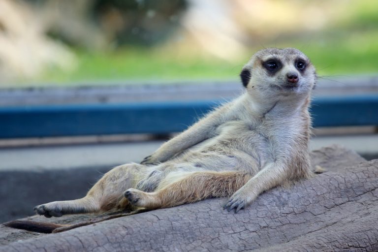 10 Things You Didn't About Meerkats | AFKTravel