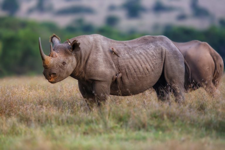 12 Of The Best Places to See Rhinos in Kenya | AFKTravel
