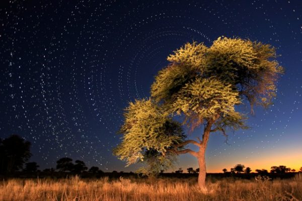 10 Things You Didn't Know About African Acacia Trees | AFKTravel