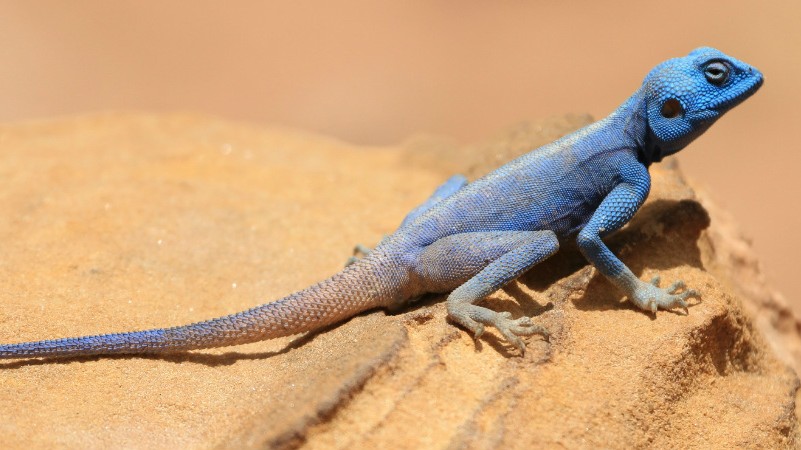 10 Crazy Critters You Might Encounter In Egypt | AFKTravel