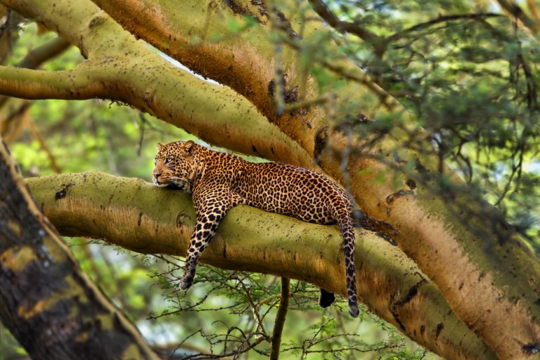 On The Lookout For Leopards: The Best Places To See Africa's Most ...