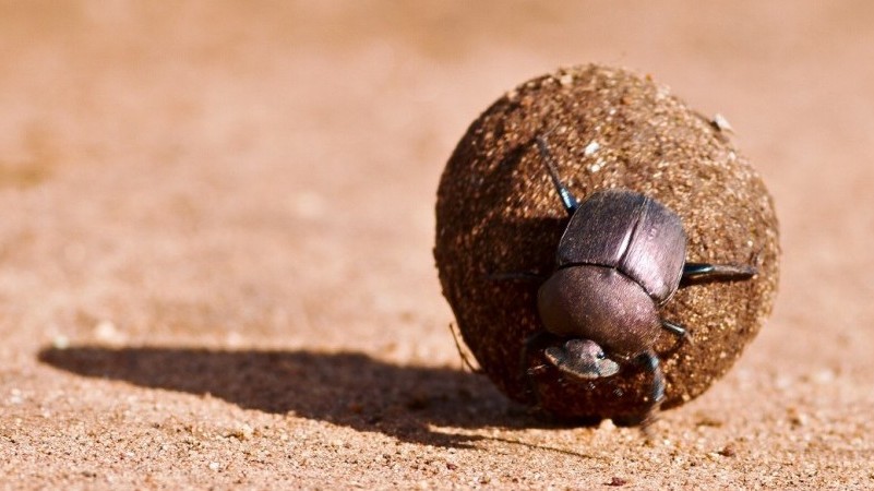 Becoming A Safari Guide, Part 2: Figs And Dung | AFKTravel