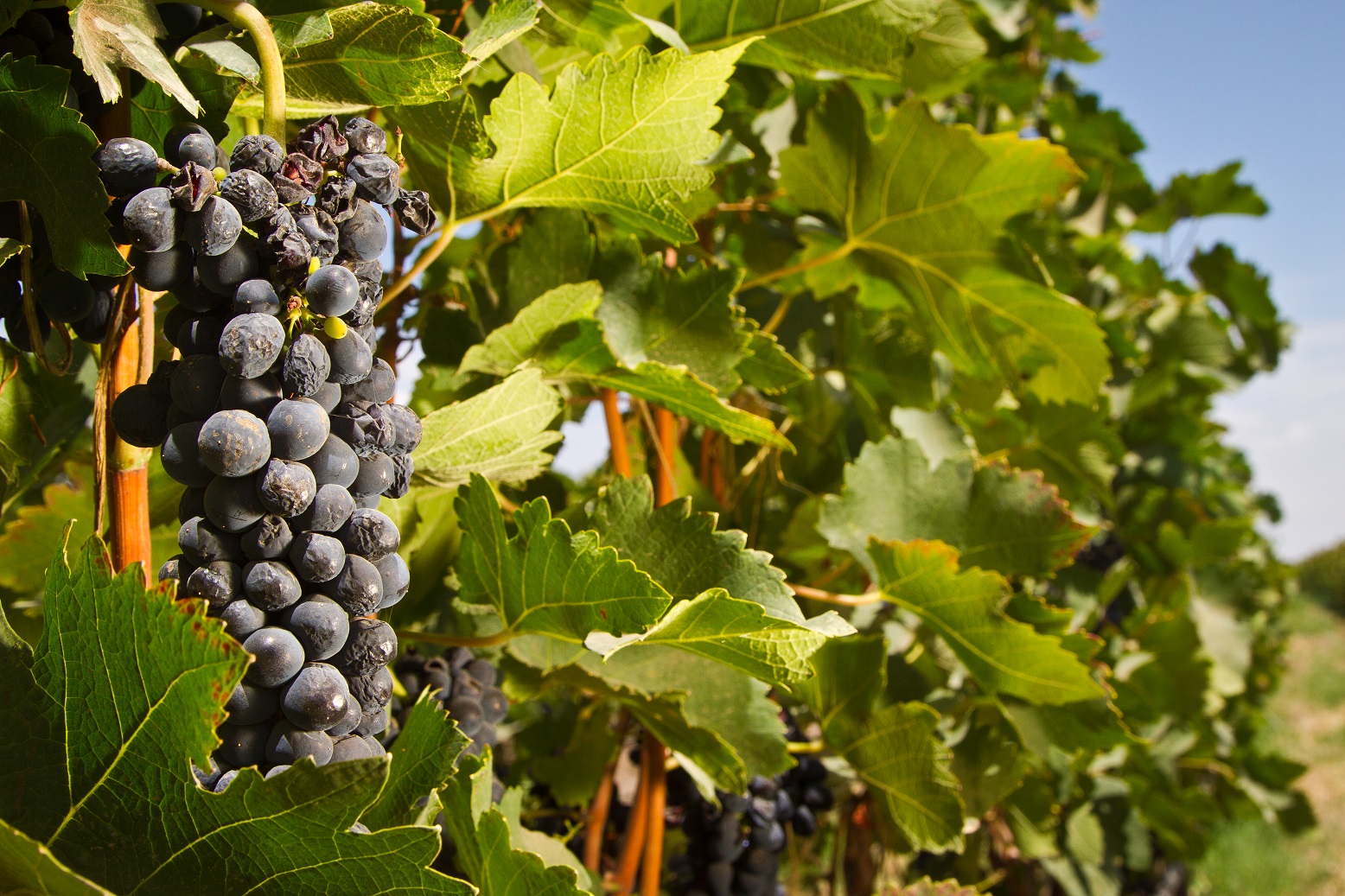 Eats And Drinks In Addis: Exploring The Food And Wine Scene In Ethiopia ...