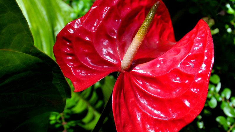 Color And Spice And Everything Nice: The Vivid Foods And Flowers Of ...