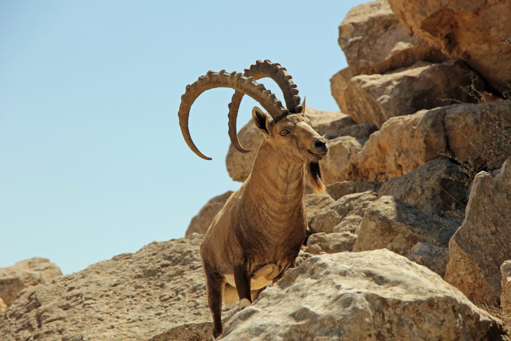 The Most Beautiful And Unique (Animal) Horns of Africa | AFKTravel