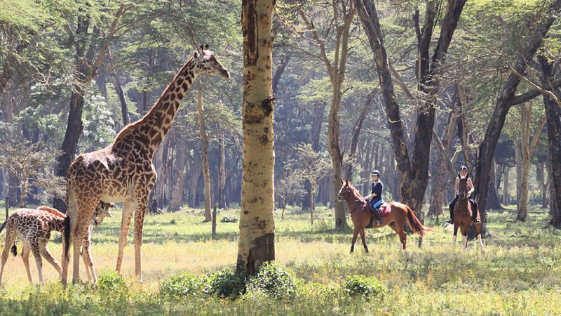 The Top Farms To Visit In Kenya | AFKTravel