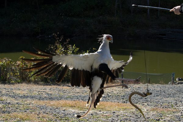 8 Things You Didn't Know About Secretary Birds | AFKTravel