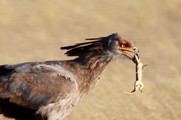 8 Things You Didn't Know About Secretary Birds | AFKTravel