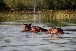 15 Facts About Hippos That Might Surprise You | AFKTravel