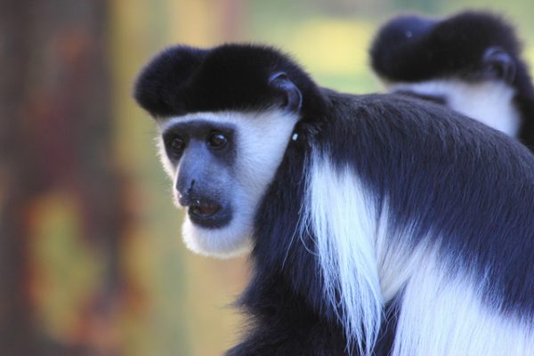 7 Things You Didn't Know About The Colobus Monkey | AFKTravel