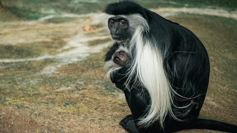7 Things You Didn't Know About The Colobus Monkey | AFKTravel