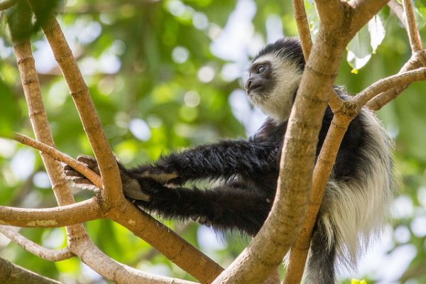 7 Things You Didn't Know About The Colobus Monkey | AFKTravel