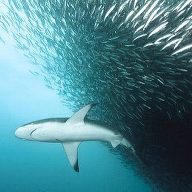 What You Should Know About South Africa's Sardine Run | AFKTravel