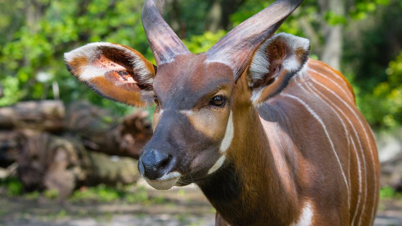6 Things You Didn't Know About Bongos | AFKTravel
