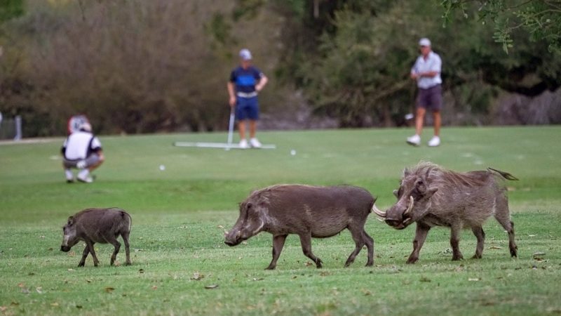 The Best Golf Courses To See Wild Animals In Africa | AFKTravel