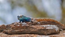 6 Things You Didn't Know About The Agama Lizard | AFKTravel