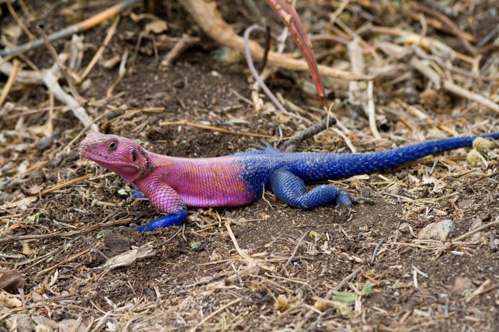 6 Things You Didn't Know About The Agama Lizard | AFKTravel