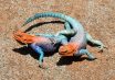 6 Things You Didn't Know About The Agama Lizard | AFKTravel